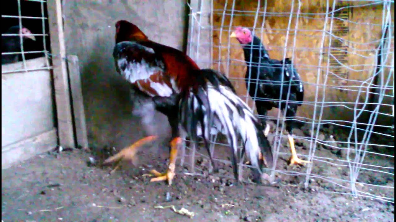 Update on my Thai x ganoi sacramento - YouTube