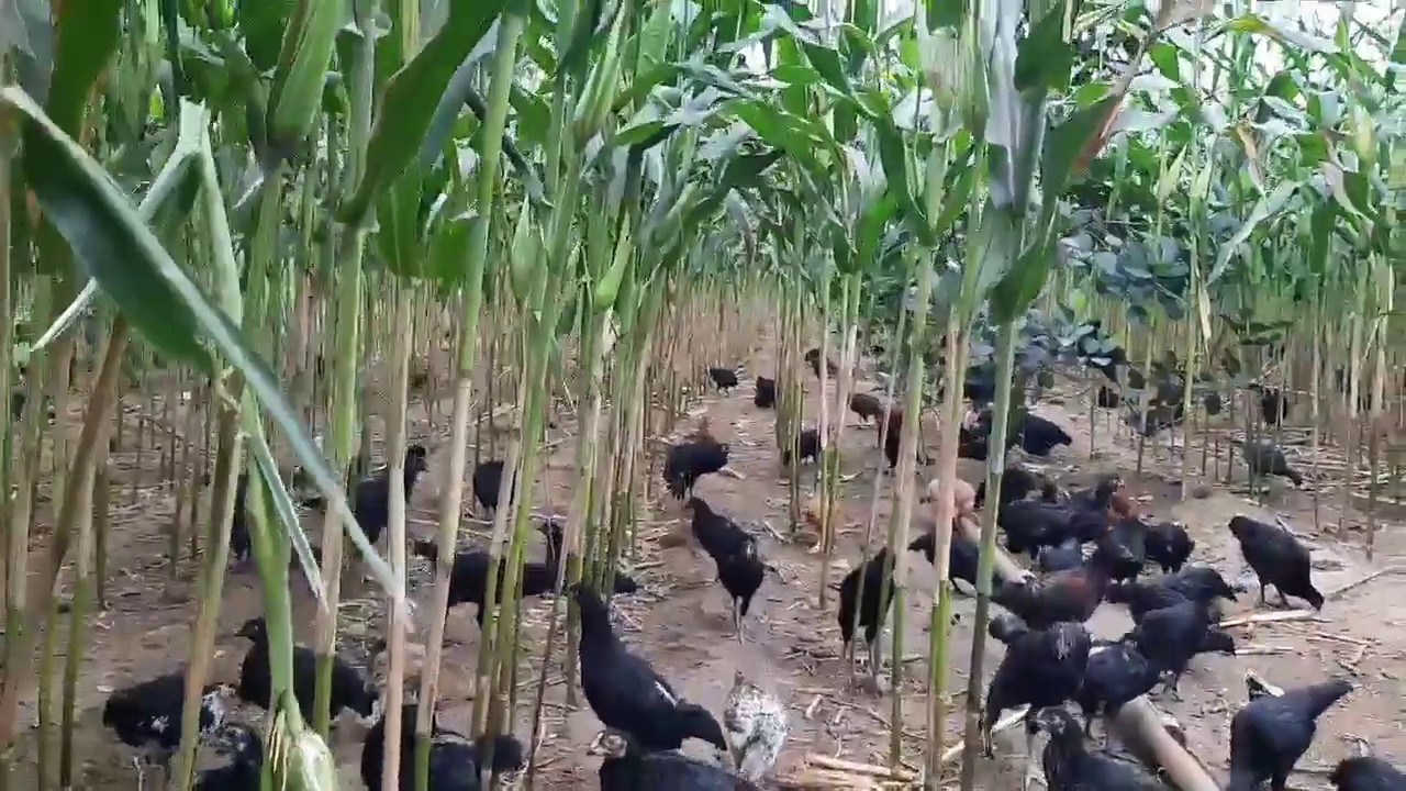 GRASS-EATING 'MANOK PINOY' EFFICIENT FARM LAWN MOWERS - YouTube