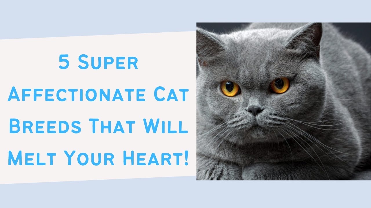 5 Super Affectionate Cat Breeds That Will Melt Your Heart! - YouTube