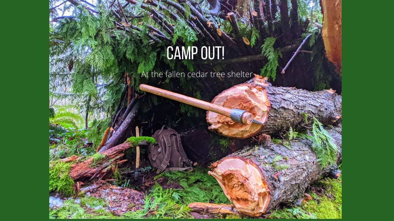 over night camp out - fallen cedar tree shelter - YouTube
