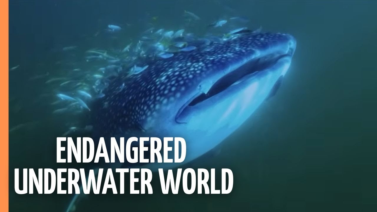 Aquarium Of The World - Endangered Underwater World | Full Documentary ...