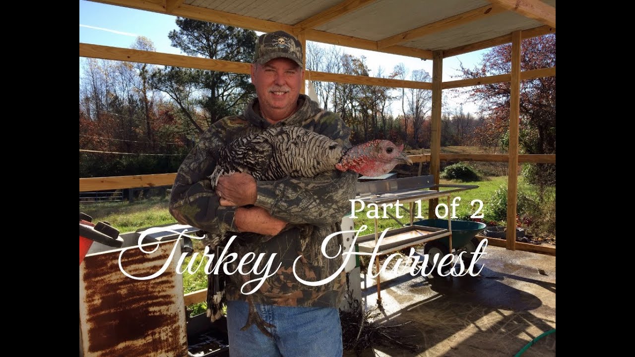 How to Harvest and Clean a Turkey (HUMANELY) #1 - YouTube
