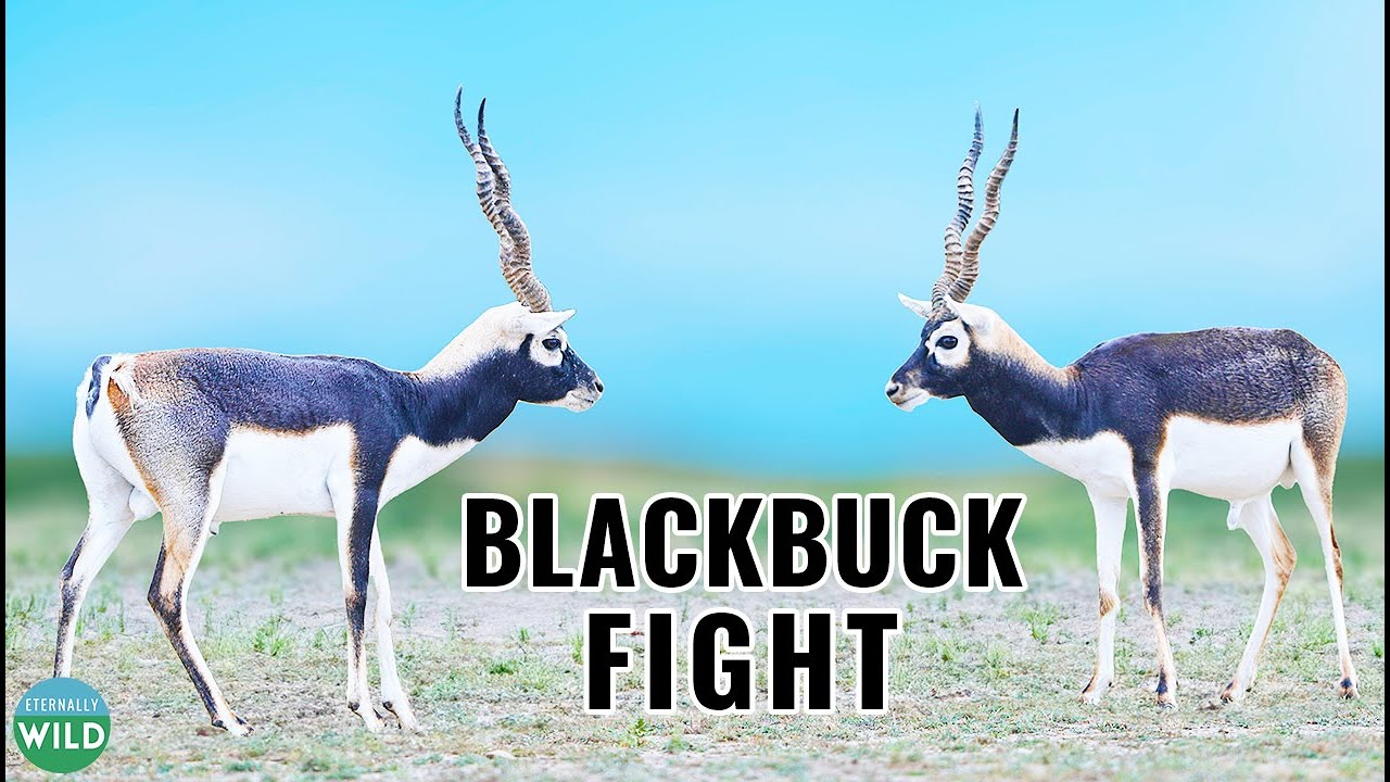 Epic Blackbuck Battle: Males 🦌 Clash for Dominance - YouTube