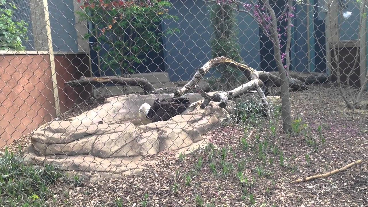 Bald eagle bird bath at Saint Louis Zoo - YouTube