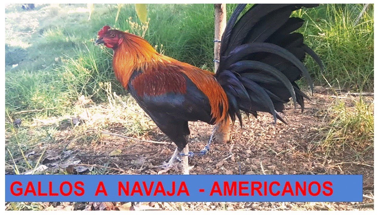 GALLOS A NAVAJA - ENTREVISTA A WILLIAM CACERES - YouTube