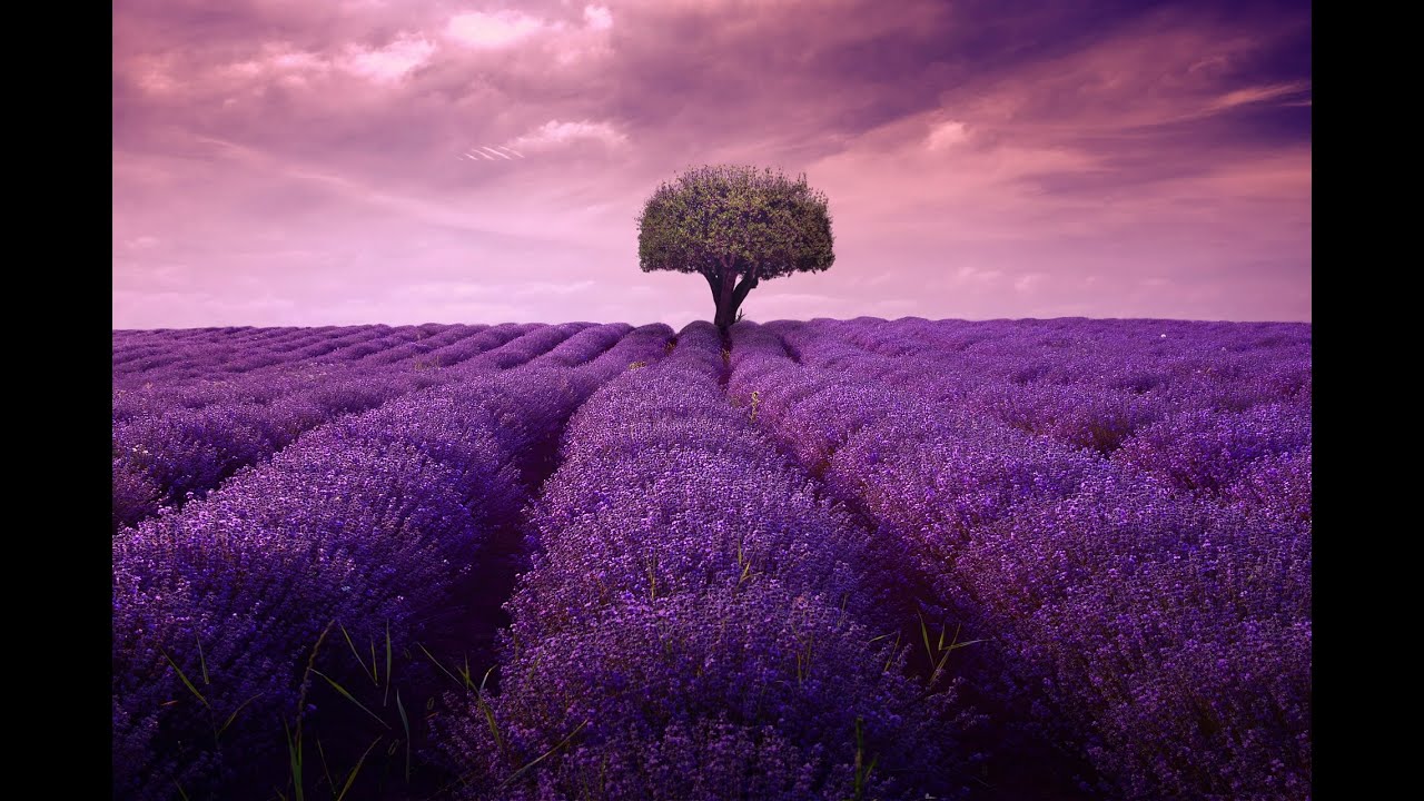 Peaceful Relaxing Lavender Fields - YouTube