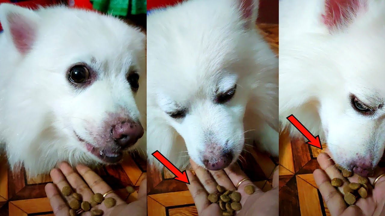 Cute Spitz Eating Pedigree 😊 Romeo's Pedigree Eating Time 🤩 Jimi and ...