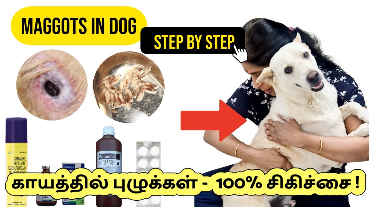 Maggots treatment in Dogs Just 3 days | நாய்களில் புழுக்கள் காயம் | இதை ...