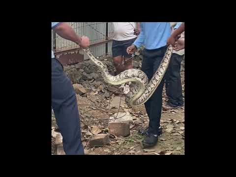 अजगर | Python Snake | Rescue 10feet Big Snake #ajgar #shorts #python # ...