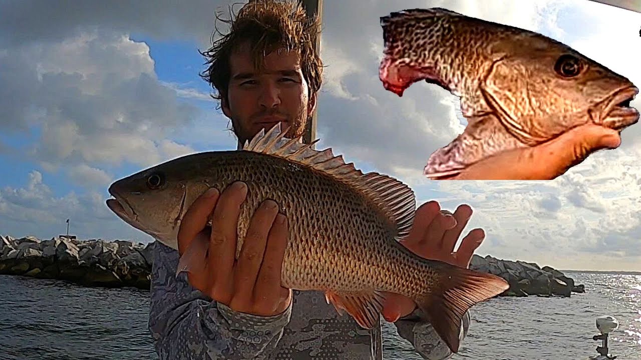 MONSTER! Mangrove Snapper Feeding Frenzy Plus Pesky SHARKS At Skyway ...