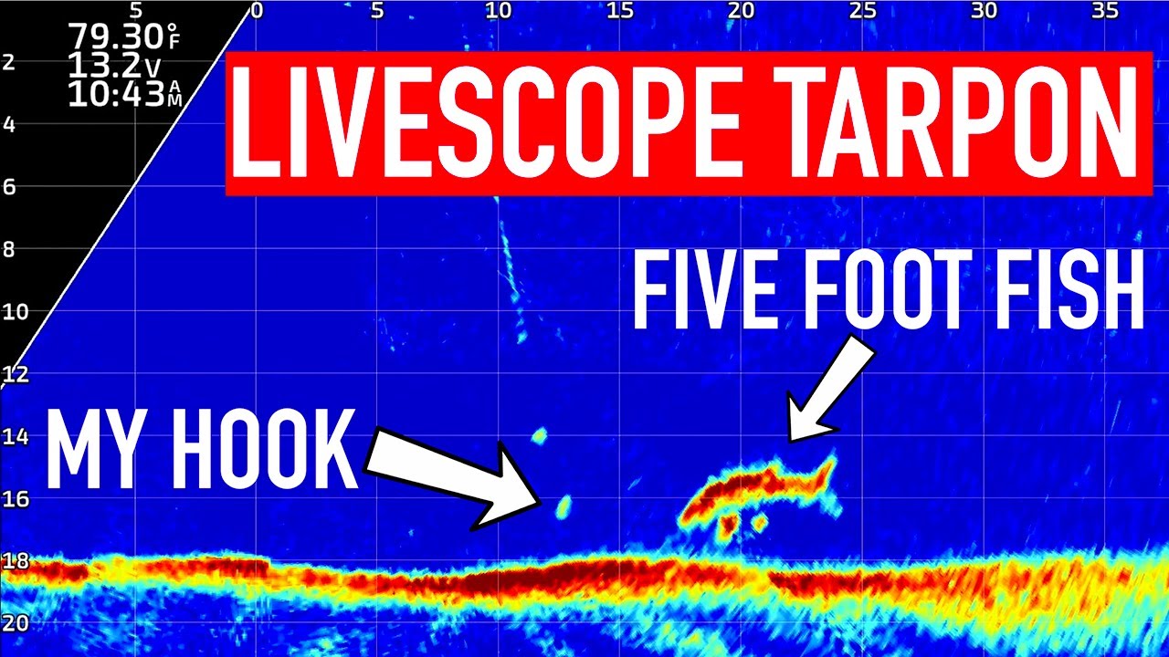 Sharpshooting Tarpon With Livescope - YouTube
