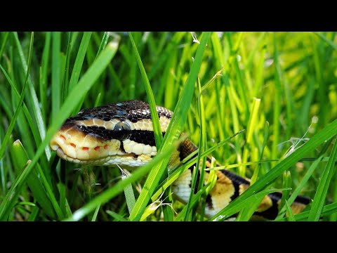 Pisces. Snake in the grass. Gossip intended to damage a reputation. 4th ...