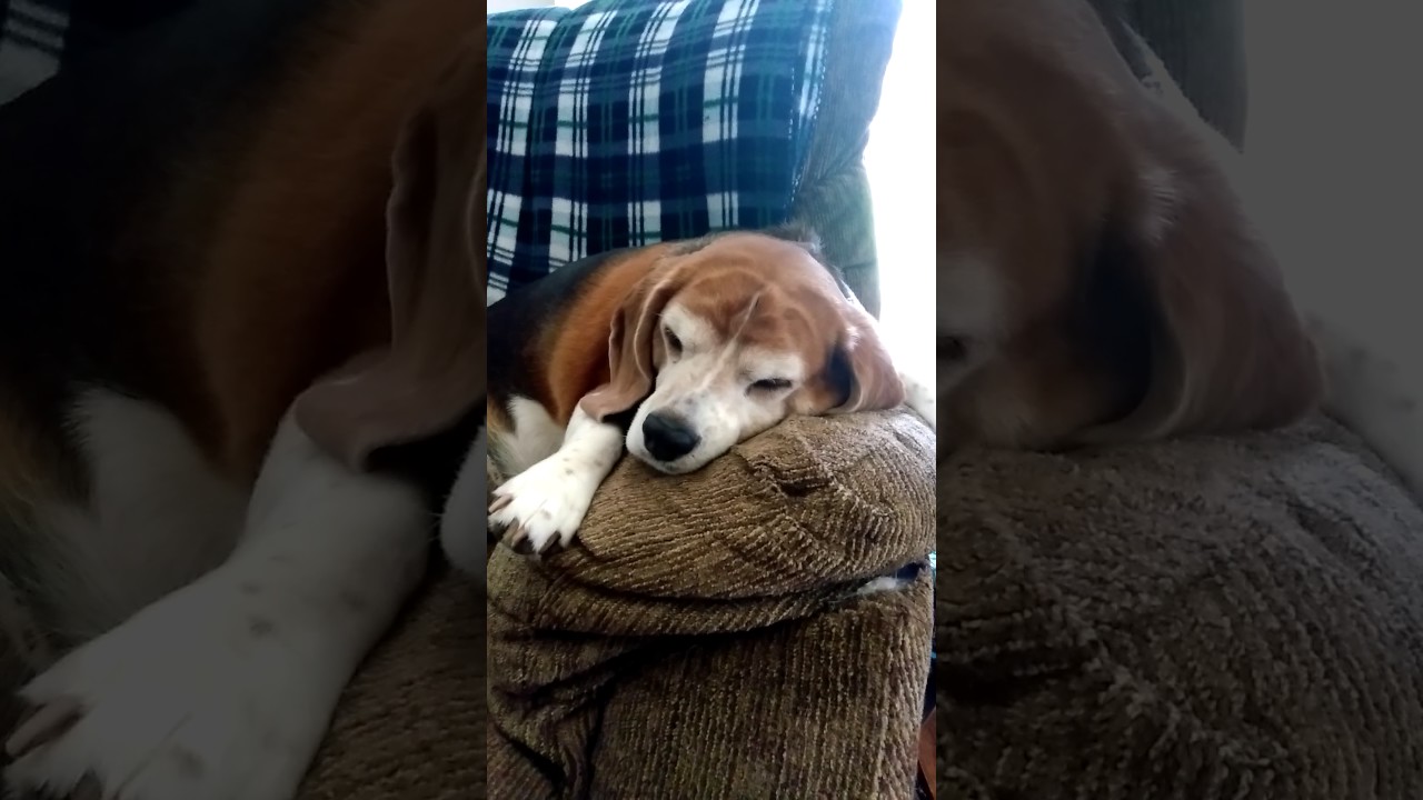 Sleeping Boo - YouTube