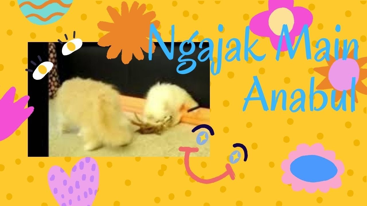Ngajak Main Anabul | Barito Cats #1 - YouTube