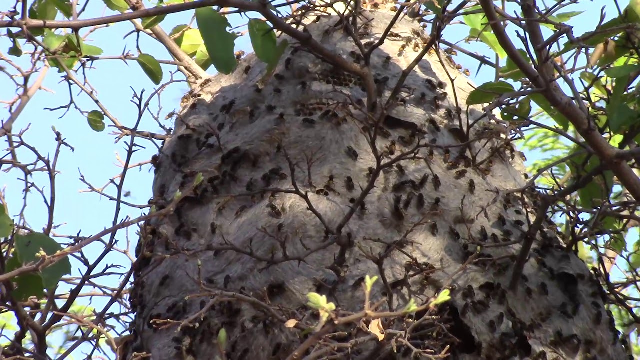 Casa De Marimbondos - YouTube