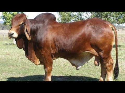 Cow ঢাকা গরুর হাট #cow #cowfarm #cowfarming #cows #khamar - YouTube