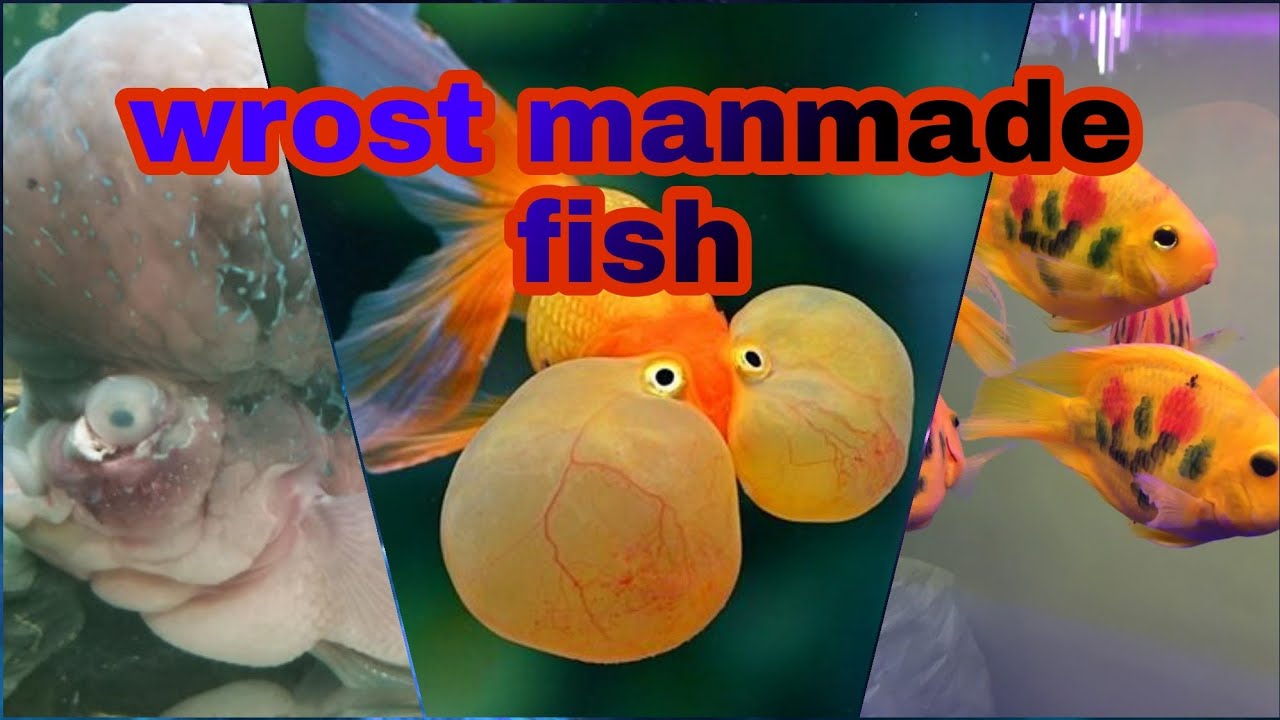 Top 10 wrost manmade fish - YouTube