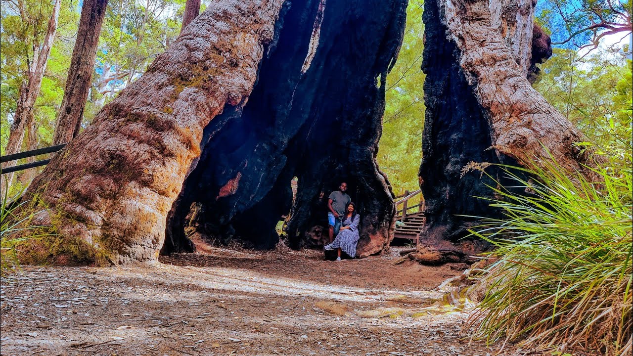 Giant Tingle Tree, Hilltop Rd, Walpole WA. - YouTube