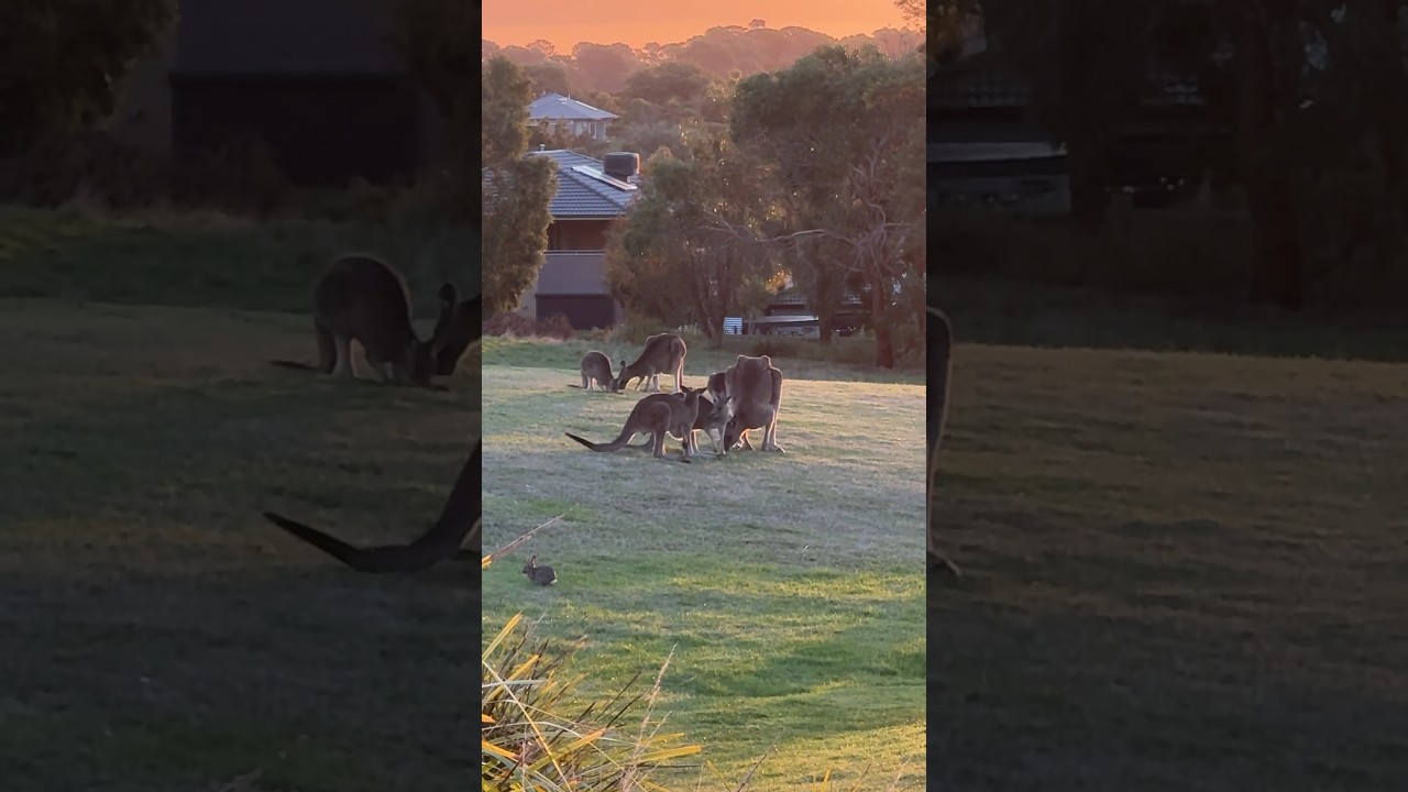 Kangaroos and Rabbits gather together at dusk #australia #animals # ...