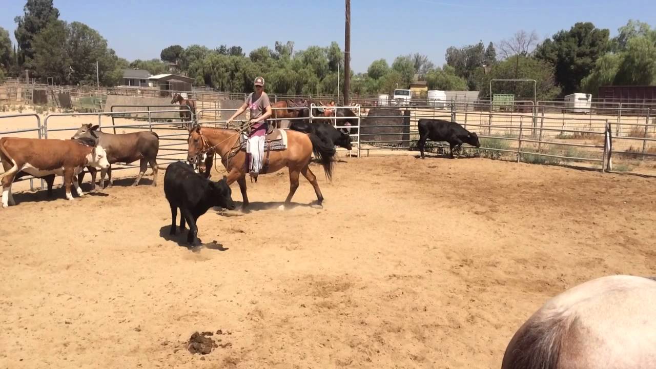 Colby Working Cows July '14 - YouTube