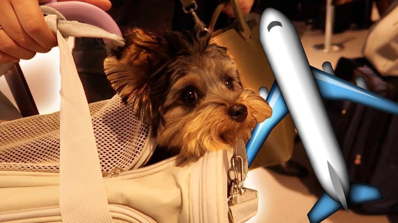 PUPPY'S FIRST PLANE RIDE! - YouTube