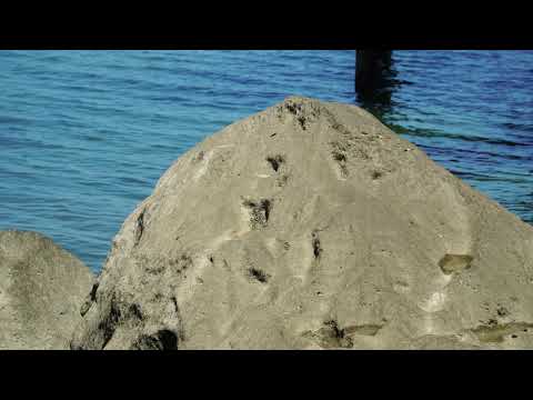 serlok restoran zaqulba buzovna