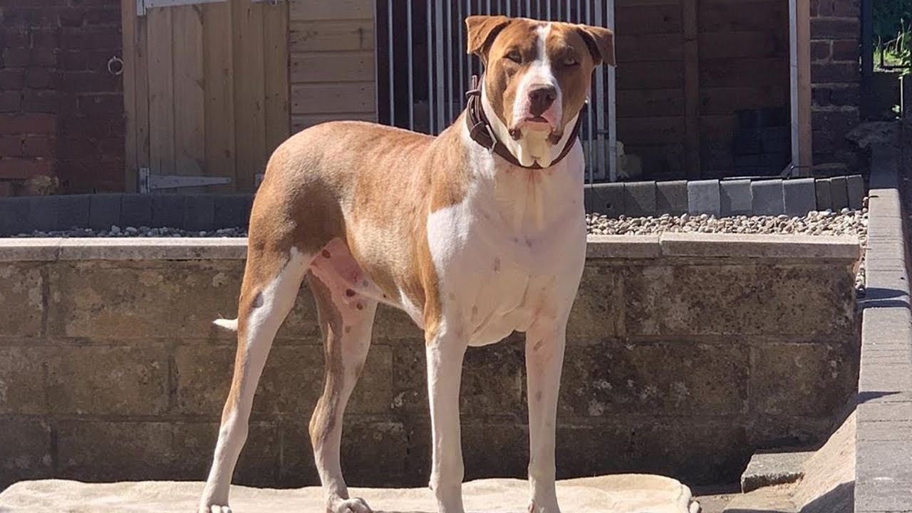 Bully Kutta History, Temperament, Care, Training, Feeding - YouTube