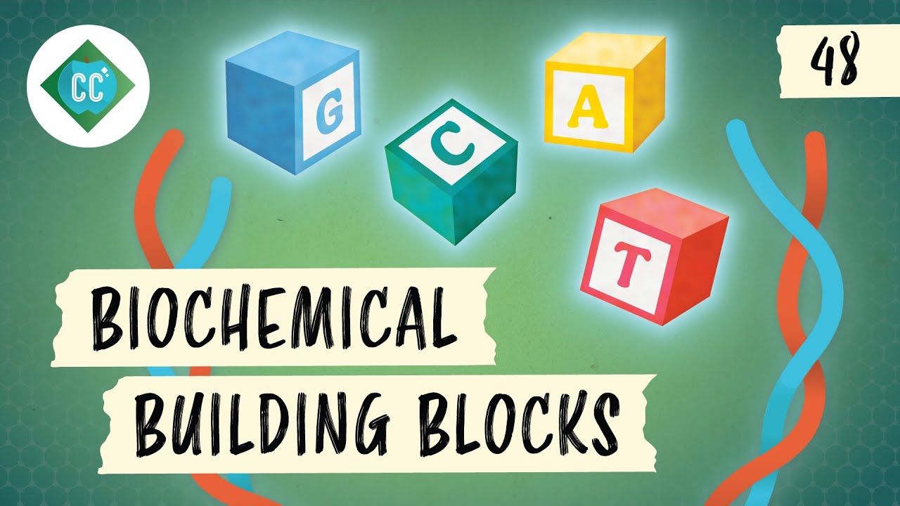 Biochemical Building Blocks & Fischer and Haworth Projections: Crash ...