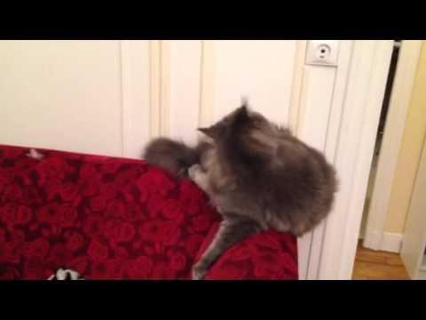 CHAT GROGNON - YouTube