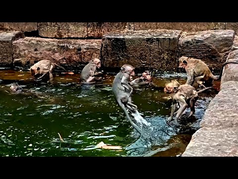 Hot weather, monkeys come to visit the water - YouTube