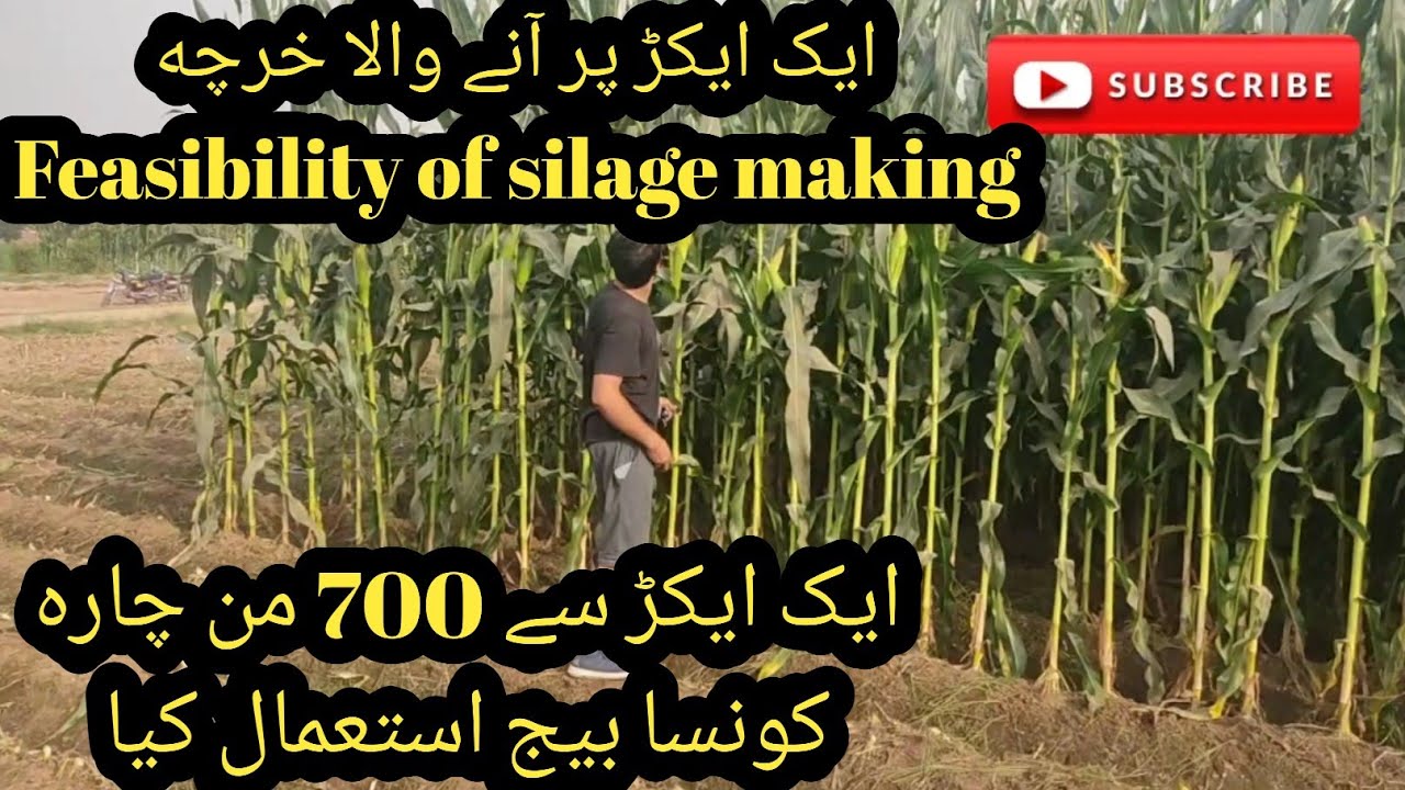 Feasibility of silage making 2022 II Interview of farmer II How to take ...