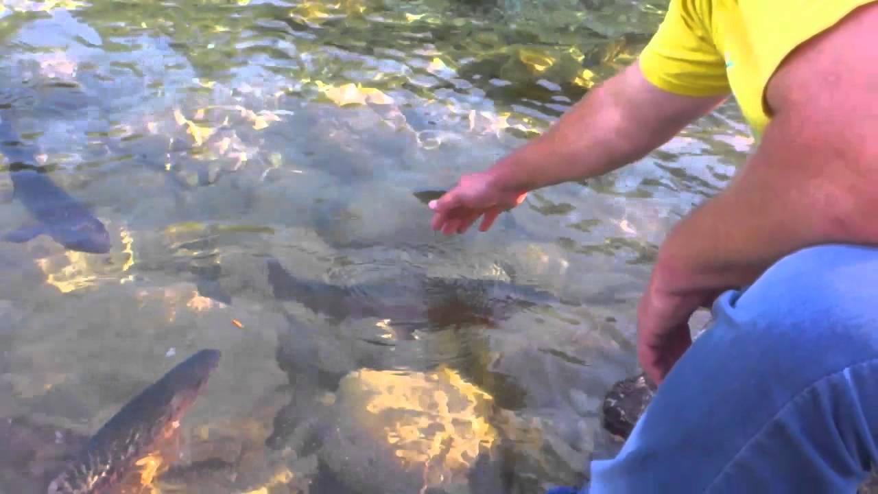 Prins peste cu mana - YouTube