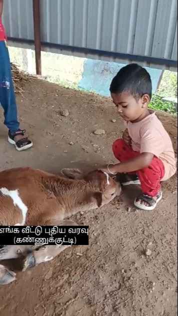 Newborn kannukutty #new #newborn #cow #happy #blessed #tamil #welcome # ...