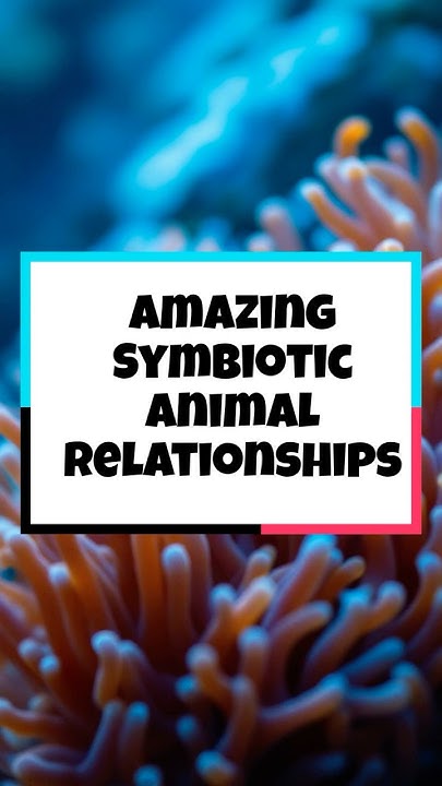 Amazing Symbiotic Animal Relationships - YouTube