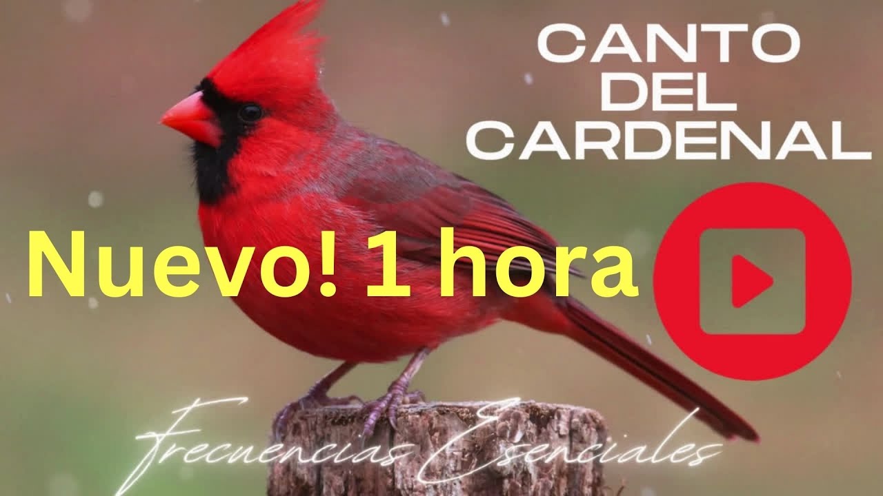 1 hora en bucle, excelente para meditar, dormir, relajación del Hermoso ...