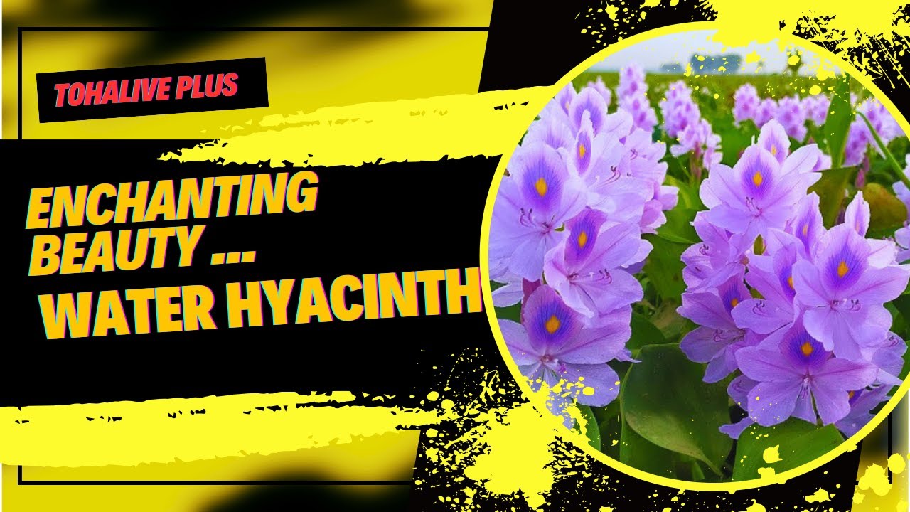 Discovering the Captivating Charm of Water Hyacinth Flowers in ...