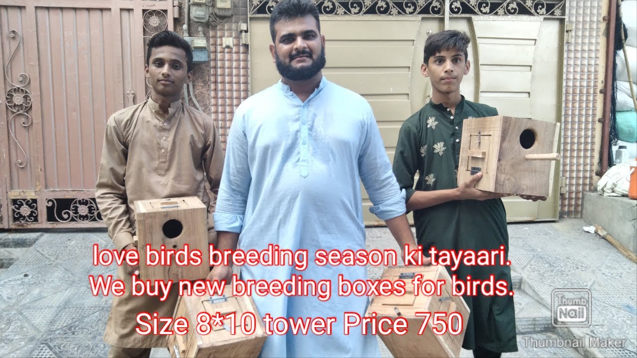 Love Birds Breeding Season ki Preparation ( Hum Ne New Breeding Boxes ...