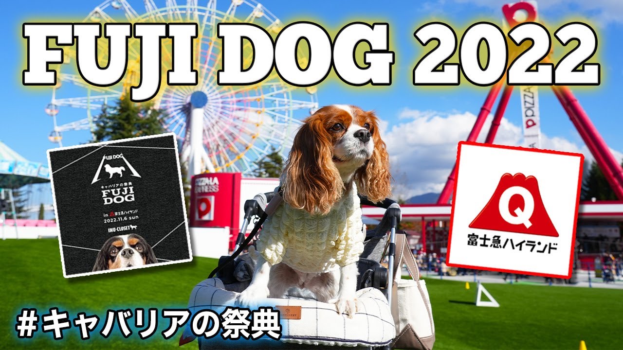 🐶👩🏻‍🦰【キャバまみれ】FUJI DOG 2022｜富士Qハイランドをキャバリアがジャック🎢🐾 - YouTube