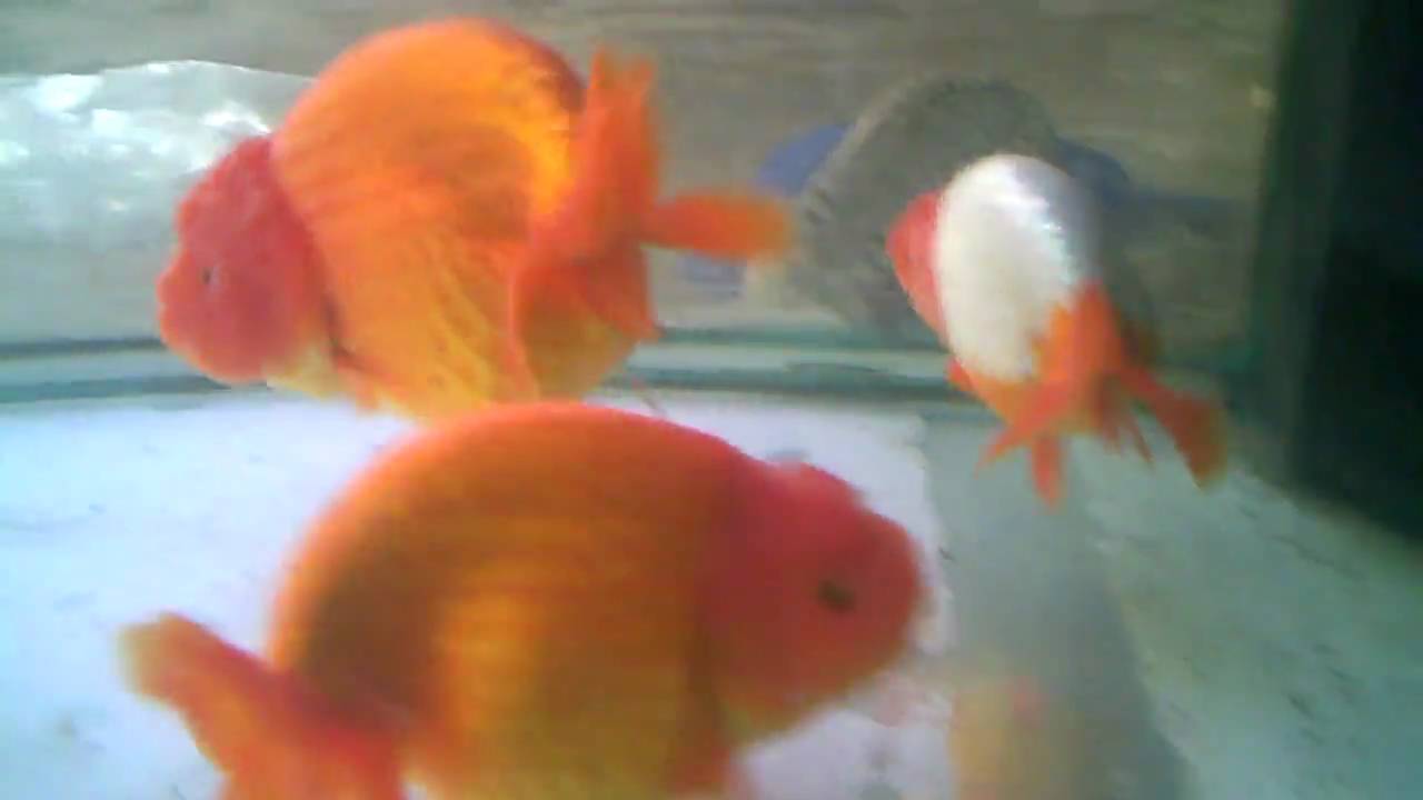 Full Red Giant Ranchu - YouTube