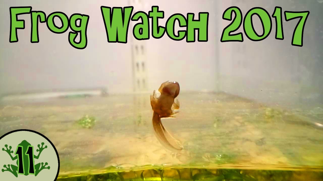 Frog Watch 2017 - Front Legs and the First Frog! [11] - YouTube