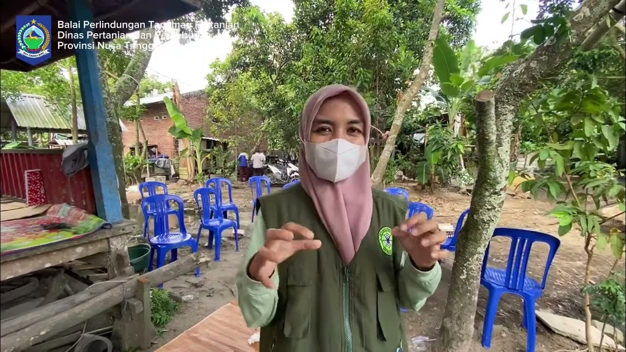 Kegiatan Eksplorasi APH Poktan P4 Bengkel Bersatu - YouTube