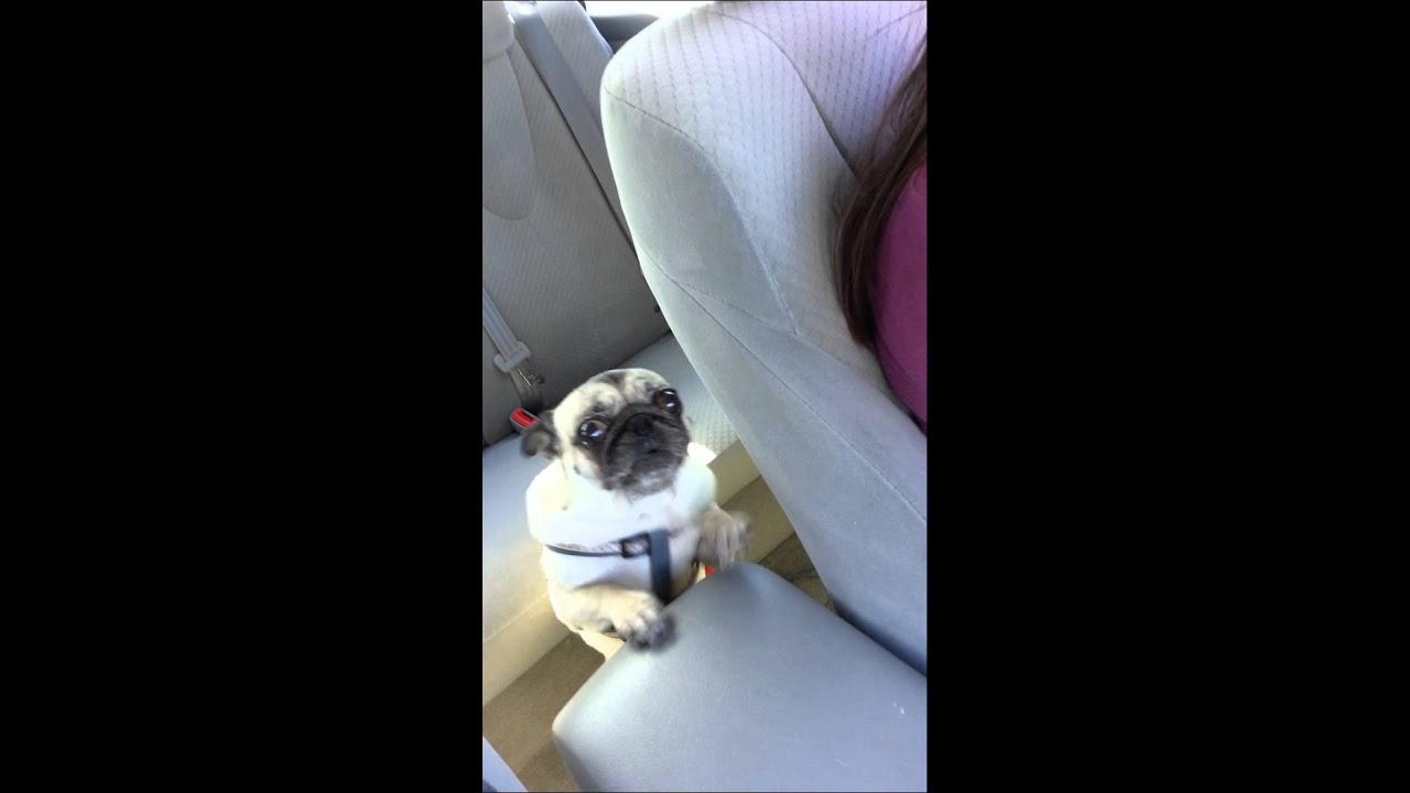 screaming pug - YouTube