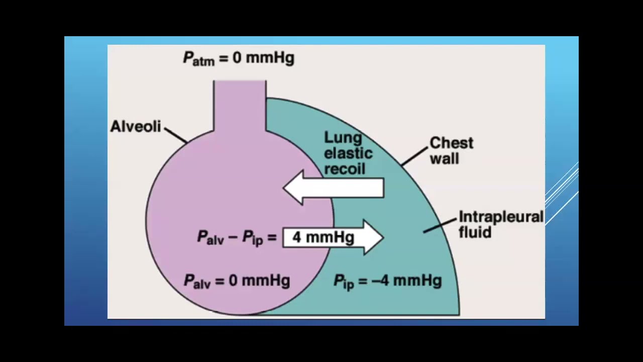 Fundamentals of Chest Tube Physiology & Spontaneous Pneumothorax - YouTube