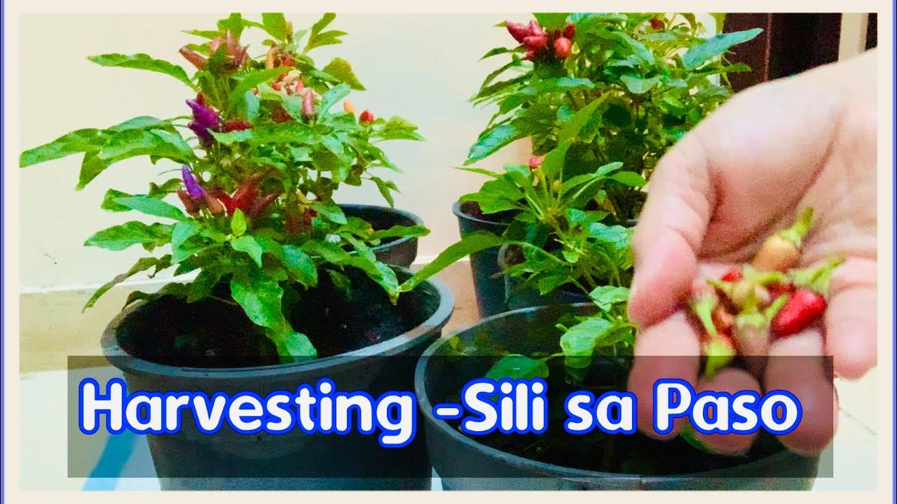 MagHarvest tayo ng Sili sa Paso - YouTube