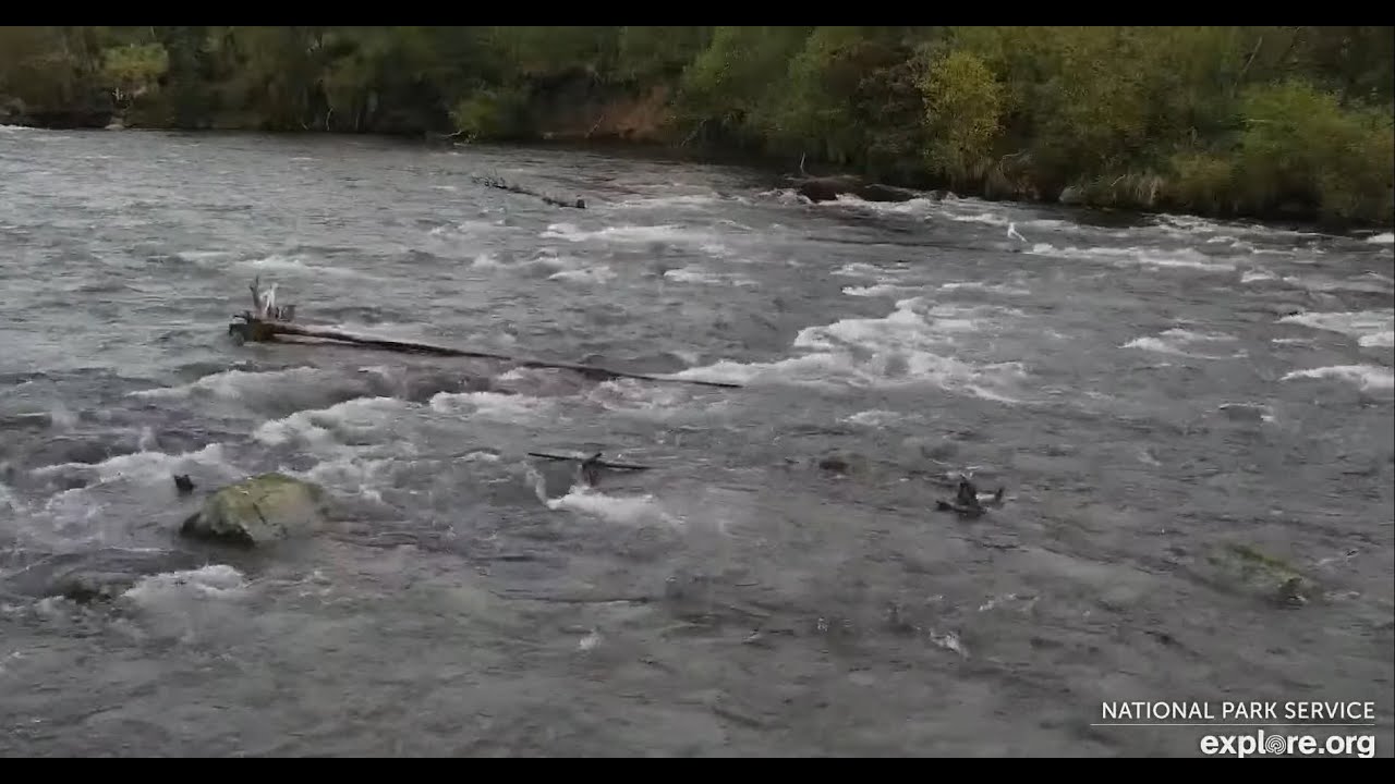 Chunk 32 Makes a fleeting appearance on the Riffles Explore.org 6/19/23 ...