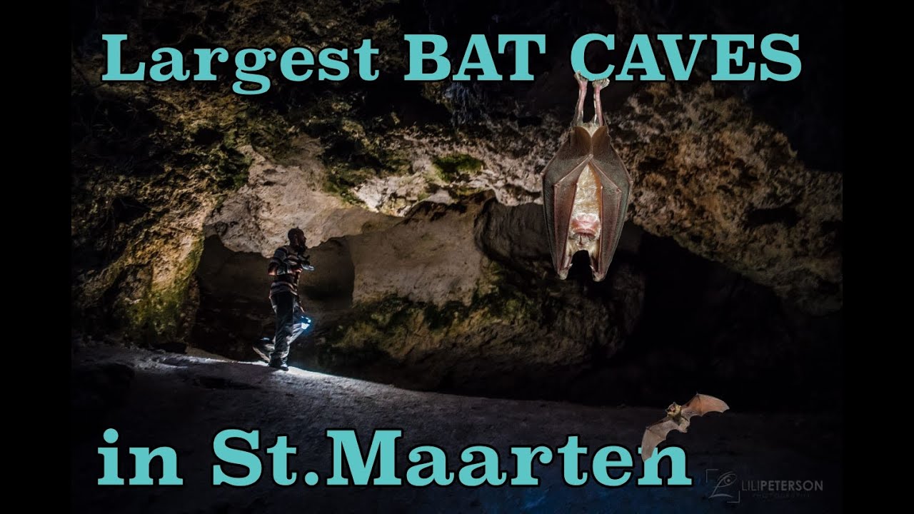 Exploring hidden bat caves of Sint Maarten | Home to Fruit & Insect ...