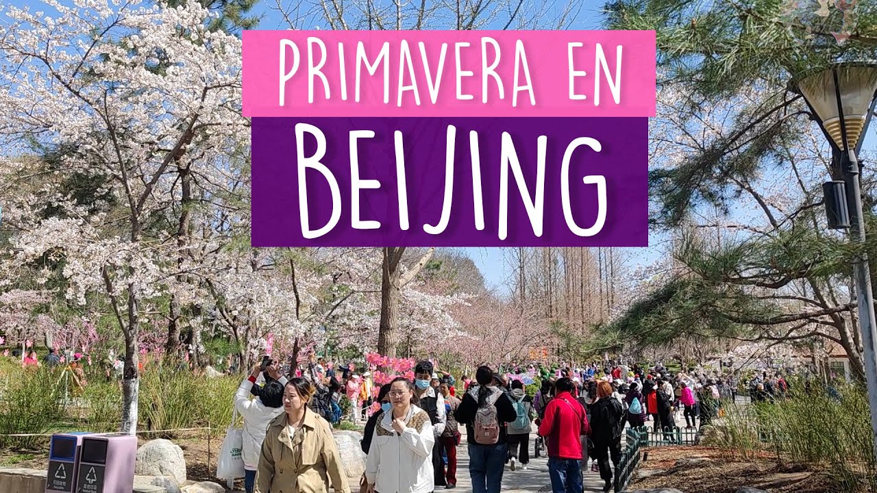 Primavera y flores de cerezos en Beijing, China - YouTube