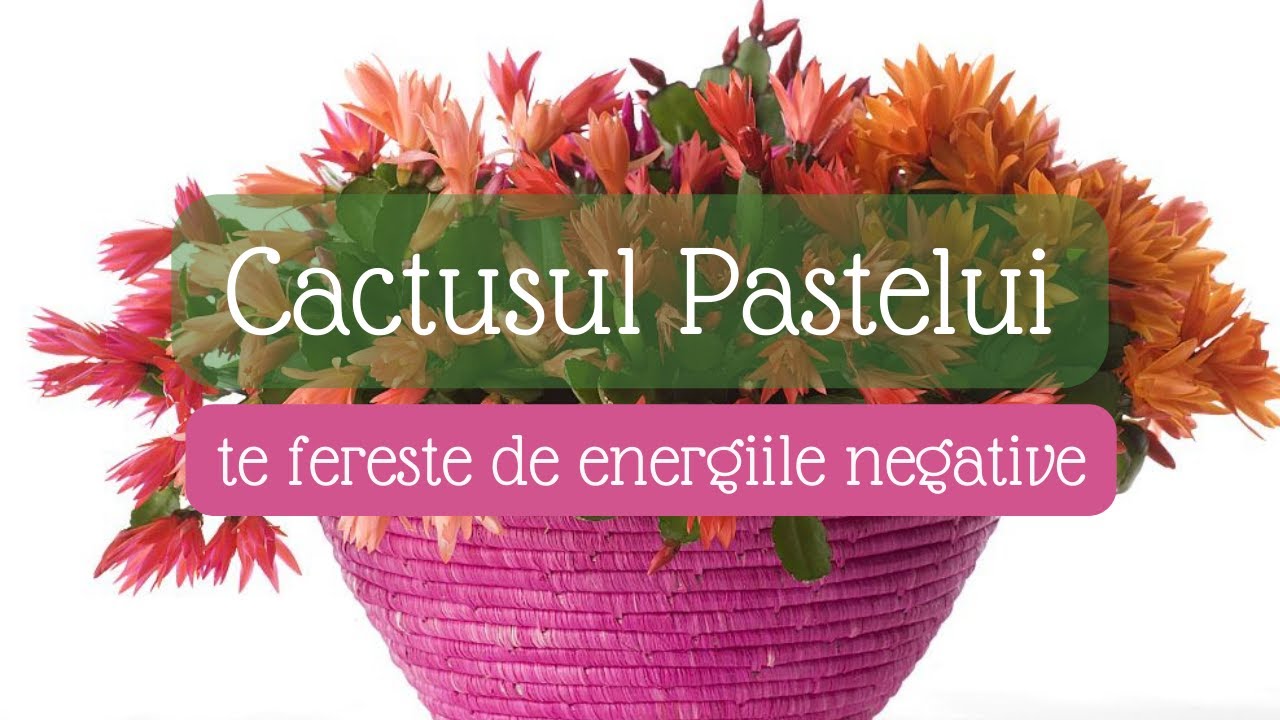 Floarea Pastelui - te fereste de energiile negative! - YouTube