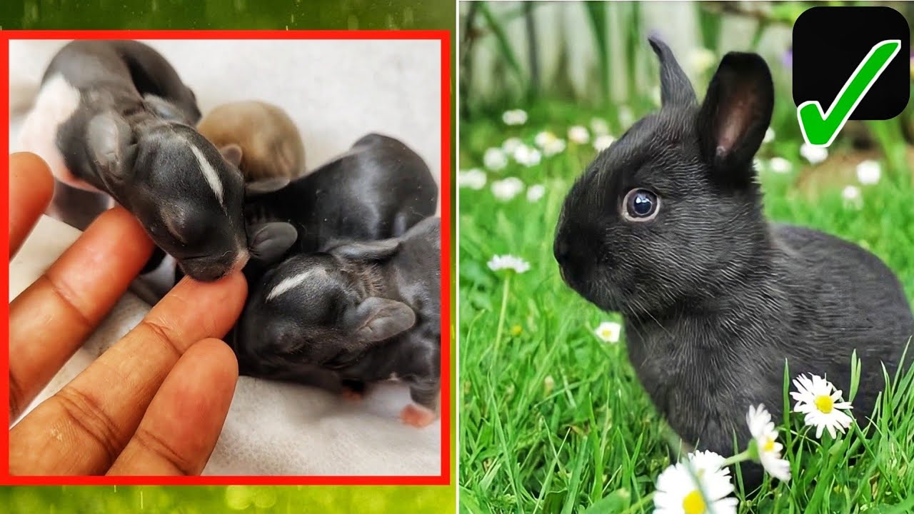 Cute baby Rabbits Growing Up [ 1 to 18 Days ] - YouTube