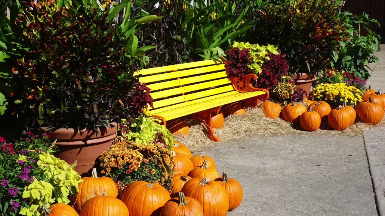Fall Season: Autumn soft slow music #1 relax calm pumpkins flowers ...
